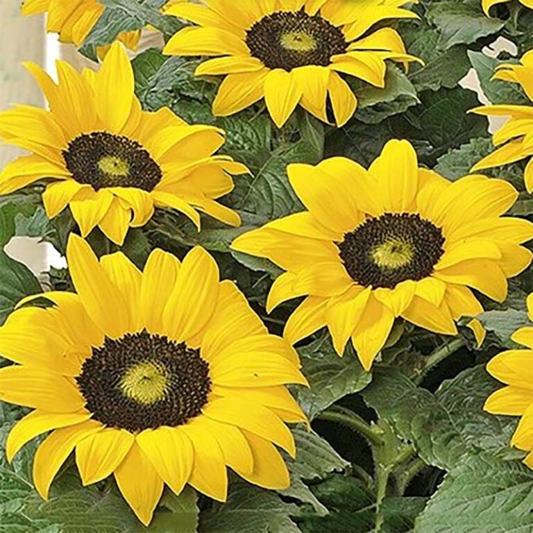 Solros: Odling från frö och skötsel 🌻